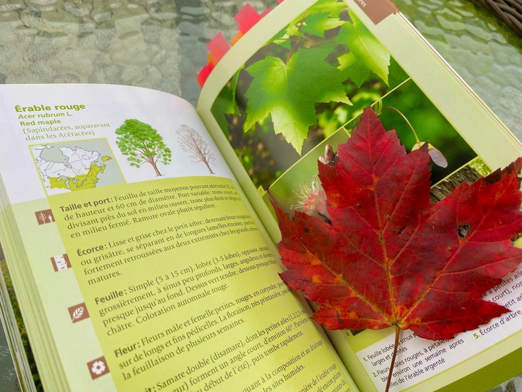 Les feuilles d’automne : Un trésor pédagogique à portée de main ...